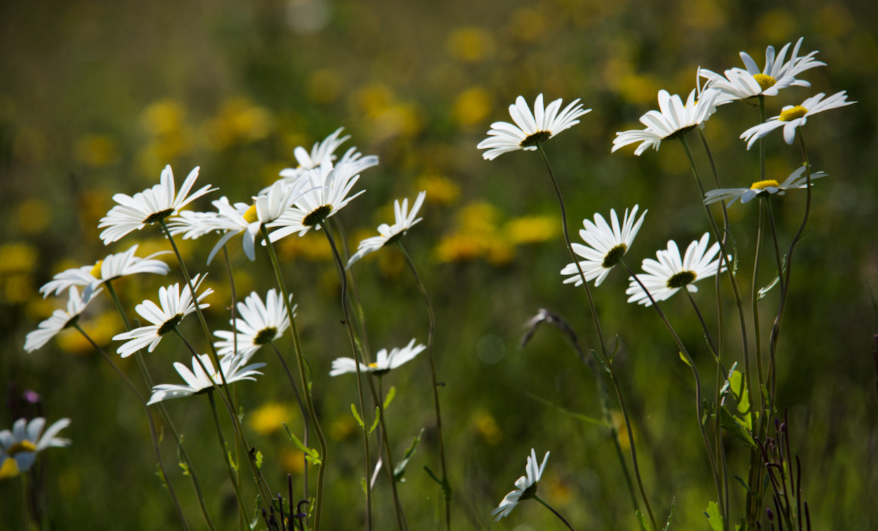 Making a meadow. – A garden in Orkney