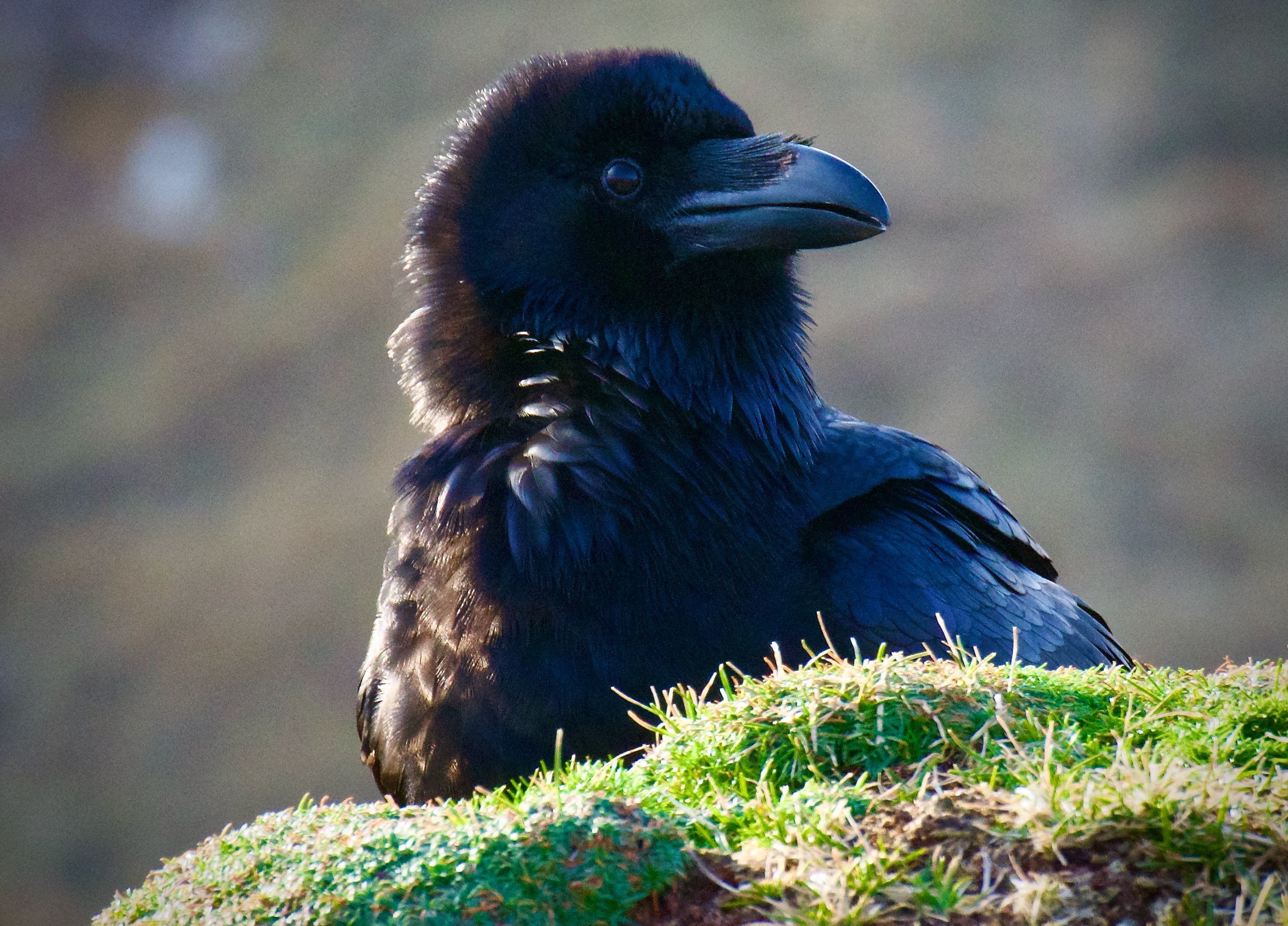 A Ravens nest. – A garden in Orkney