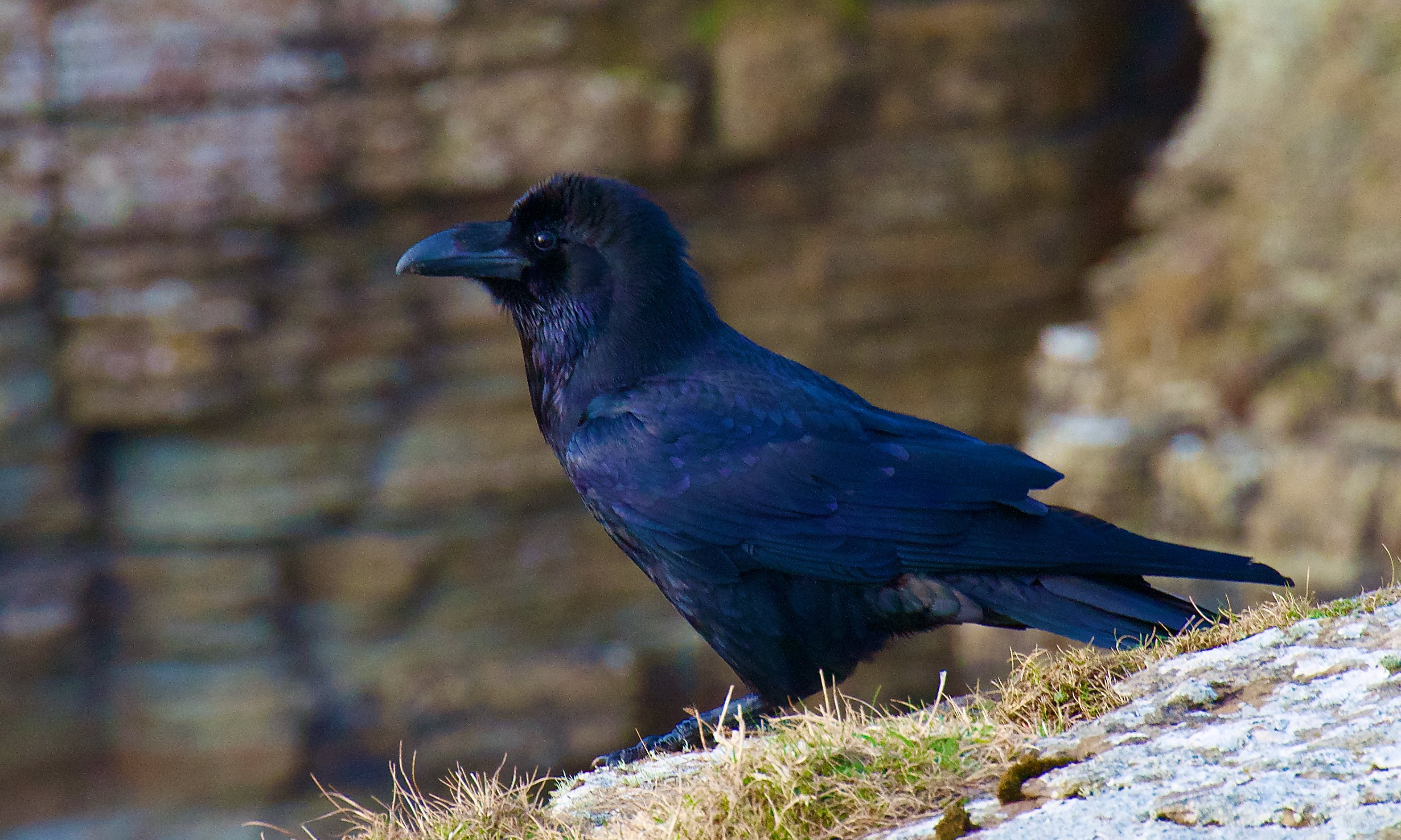 Ravens revisited… – A garden in Orkney