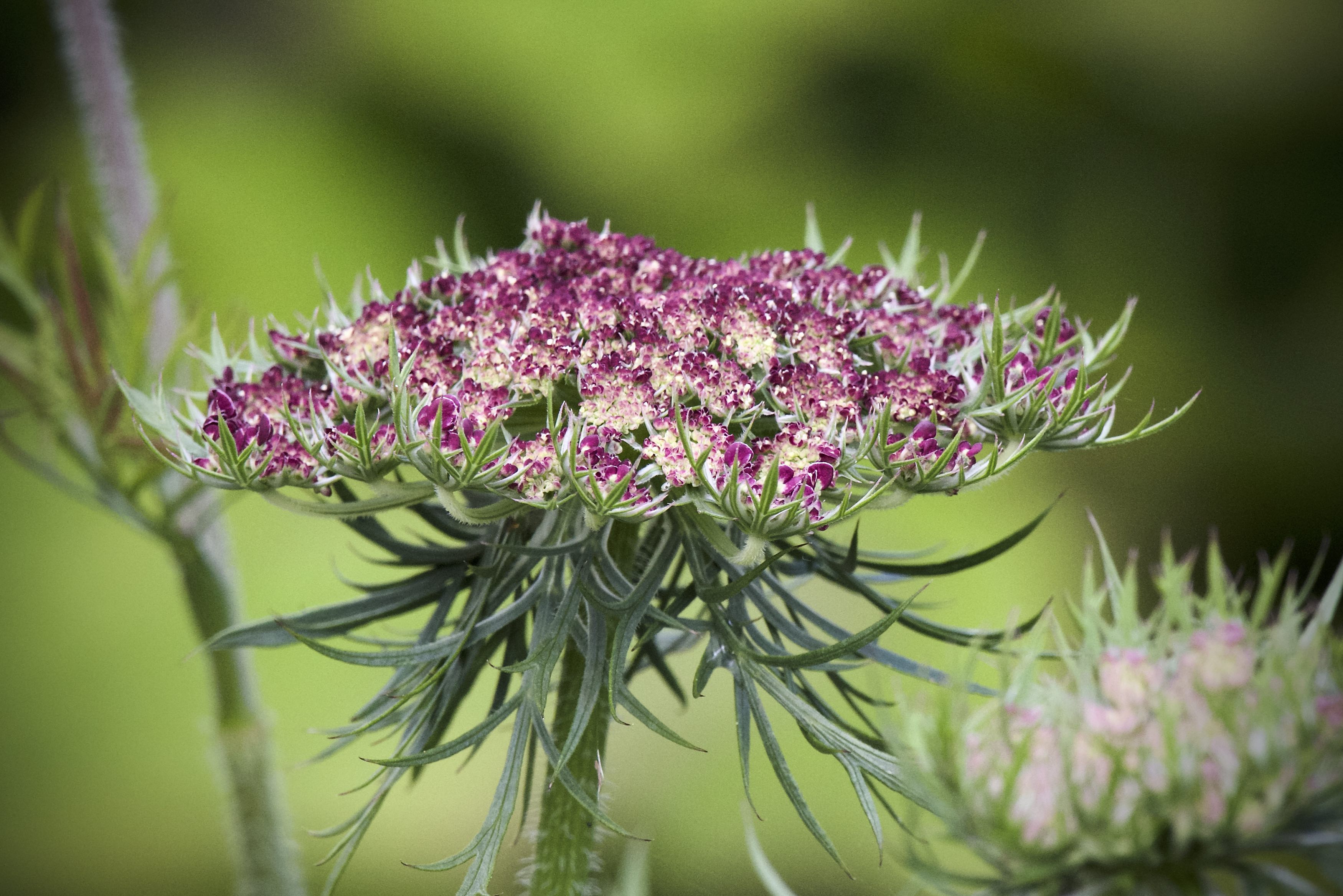 A garden in Orkney – Gardening in Orkney. A blog from Hoy, a garden ...