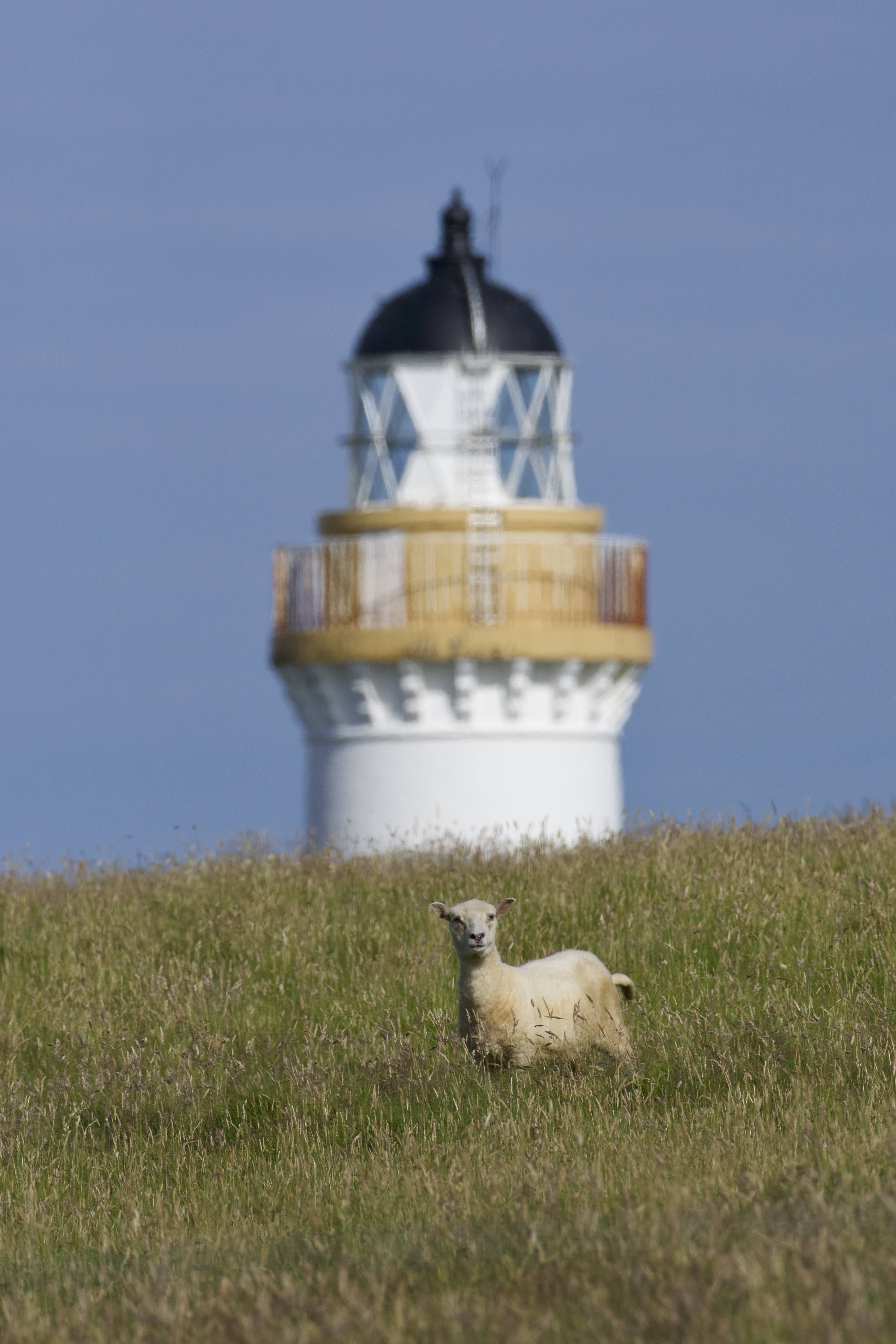 A garden in Orkney – Gardening in Orkney. A blog from Hoy, a garden ...