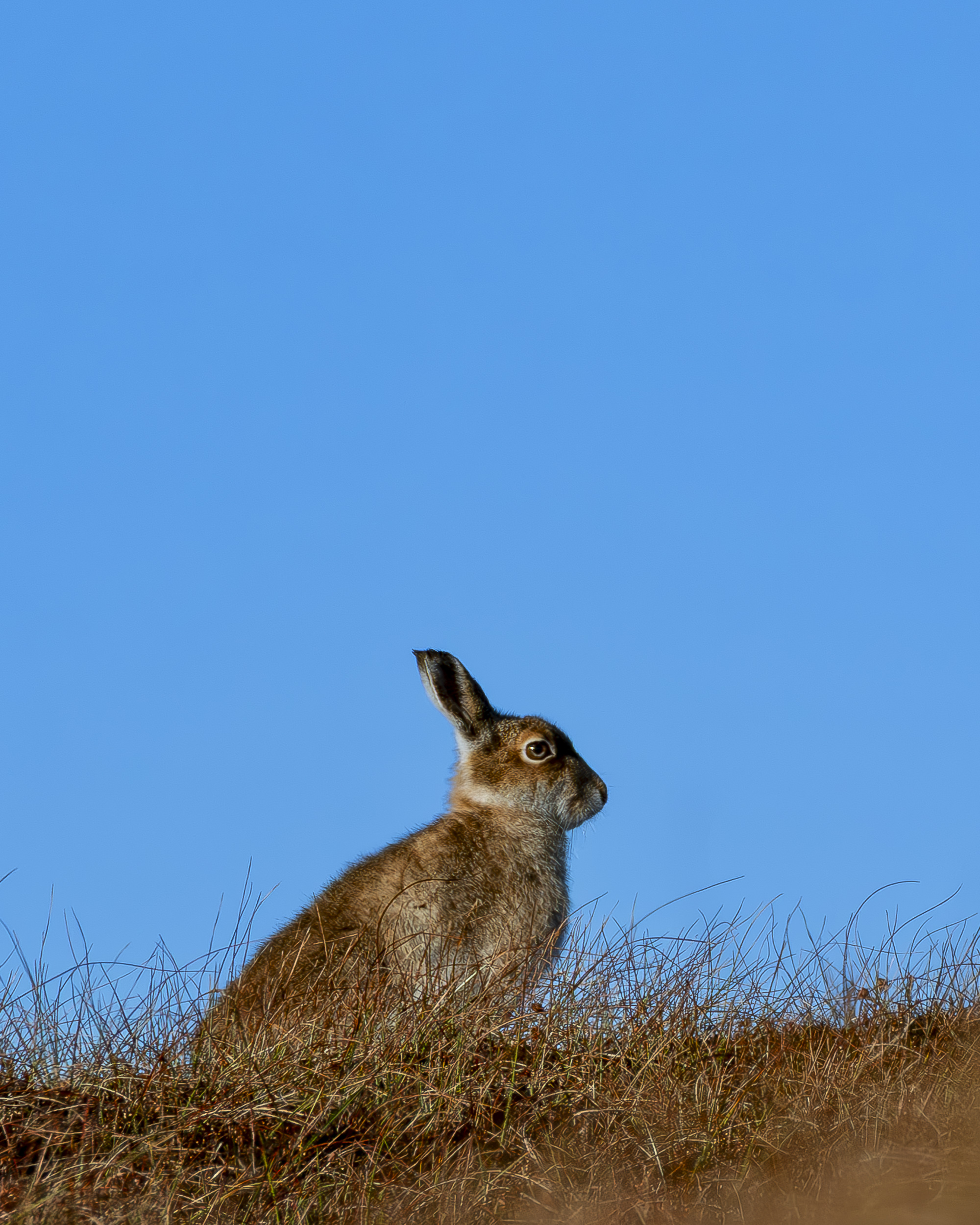 A change of coat. – A garden in Orkney