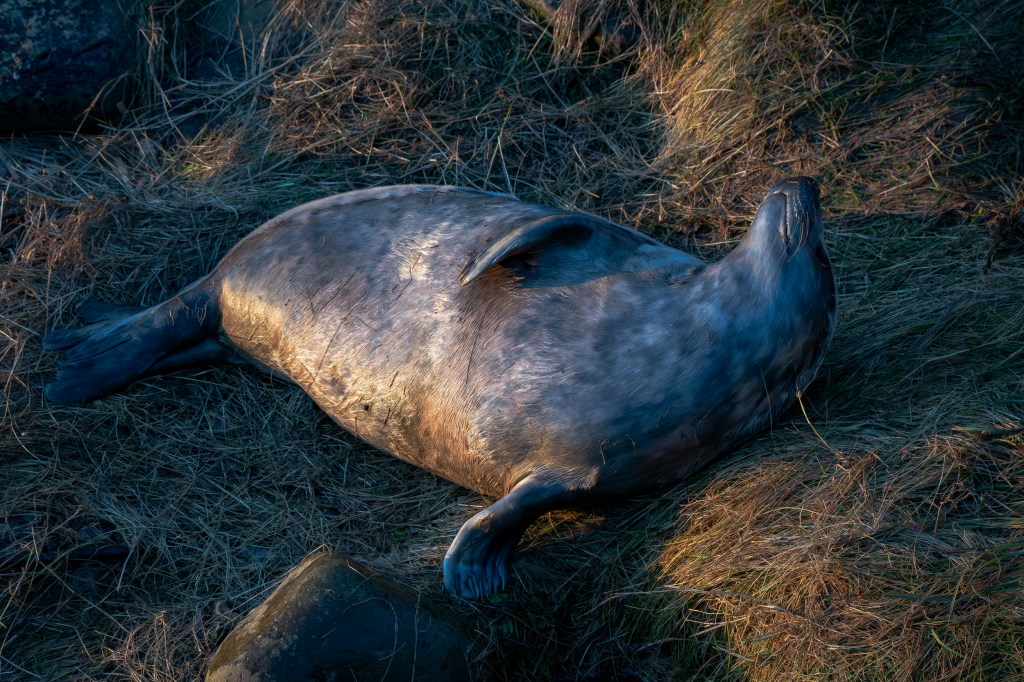 A change of coat. – A garden in Orkney