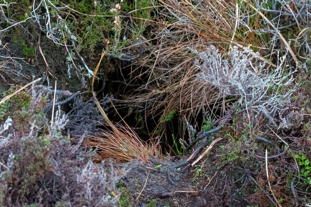 A change of coat. – A garden in Orkney