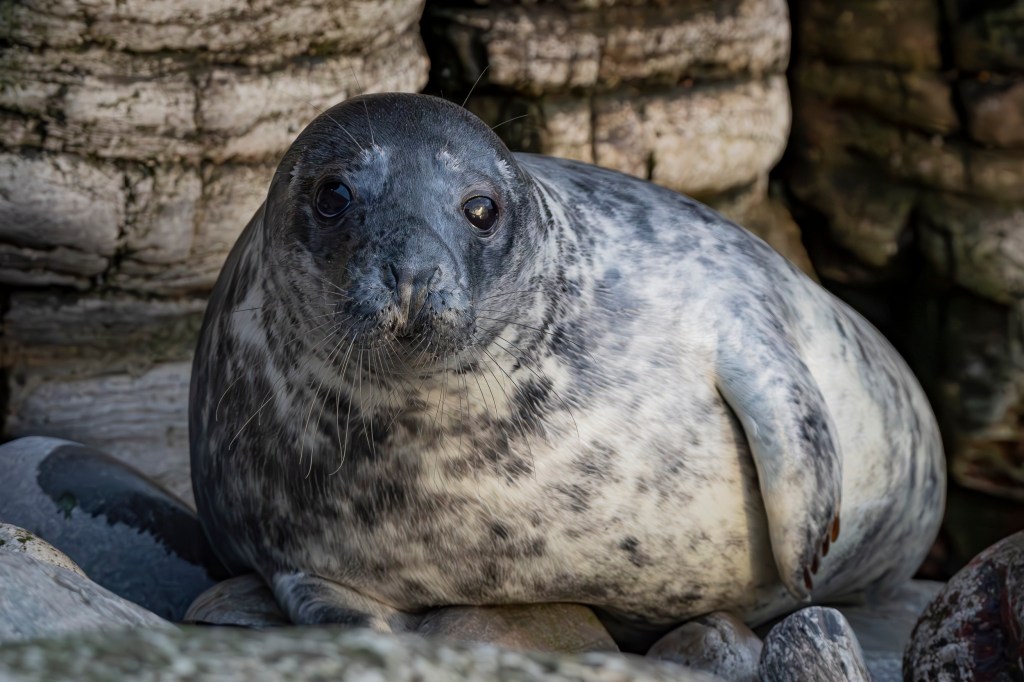 A change of coat. – A garden in Orkney