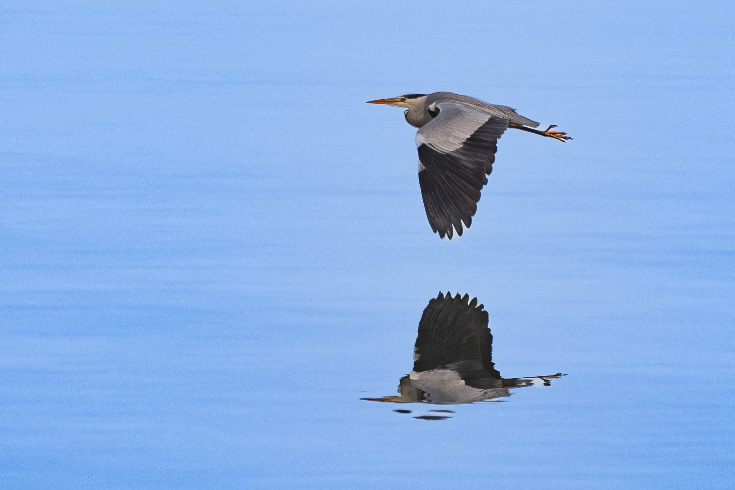 A hunter on the shore. – A garden in Orkney